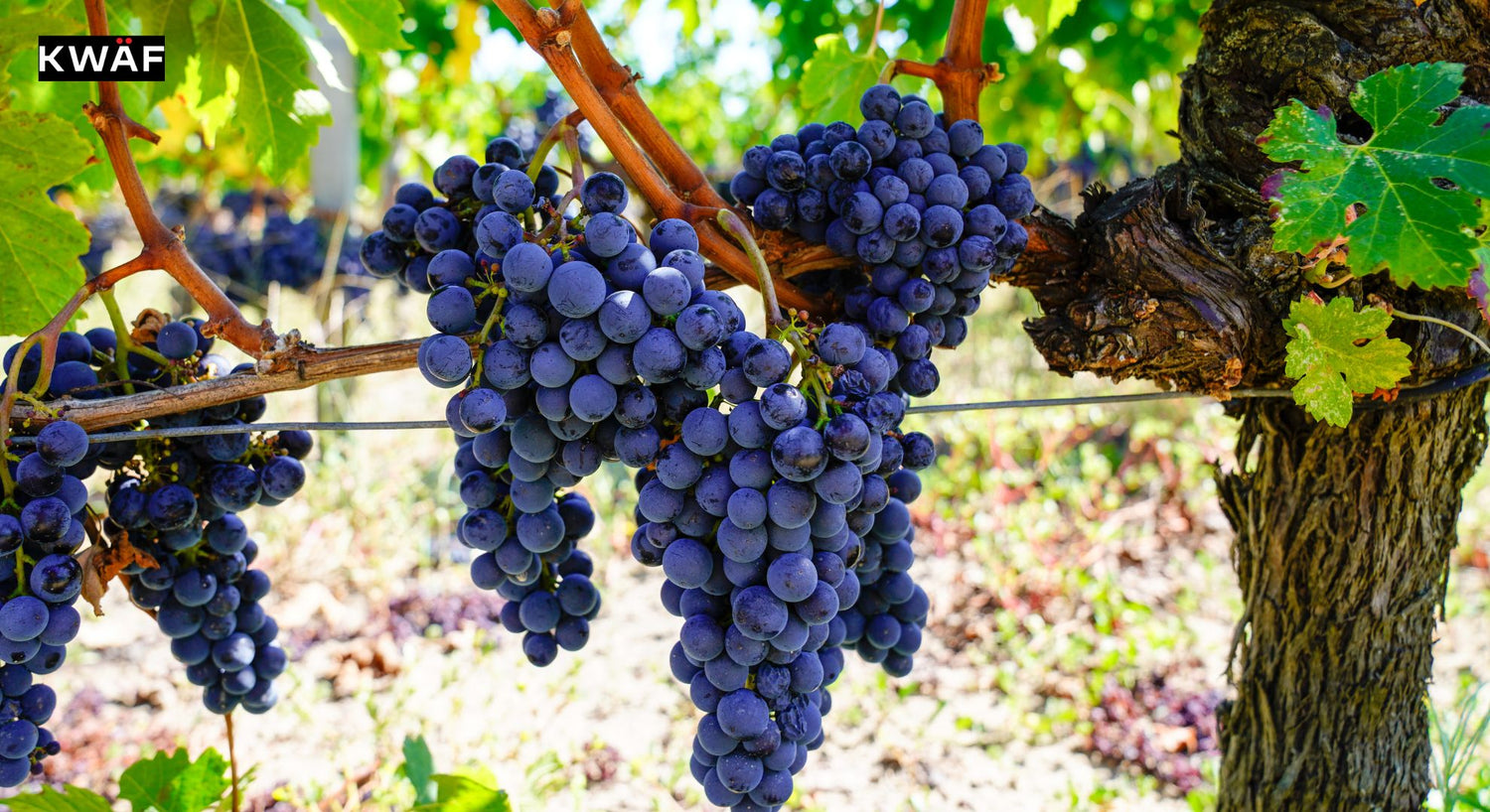 Unveiling the Grape Bordeaux: A Blend Beyond Compare – Kwaf Wine Aerators